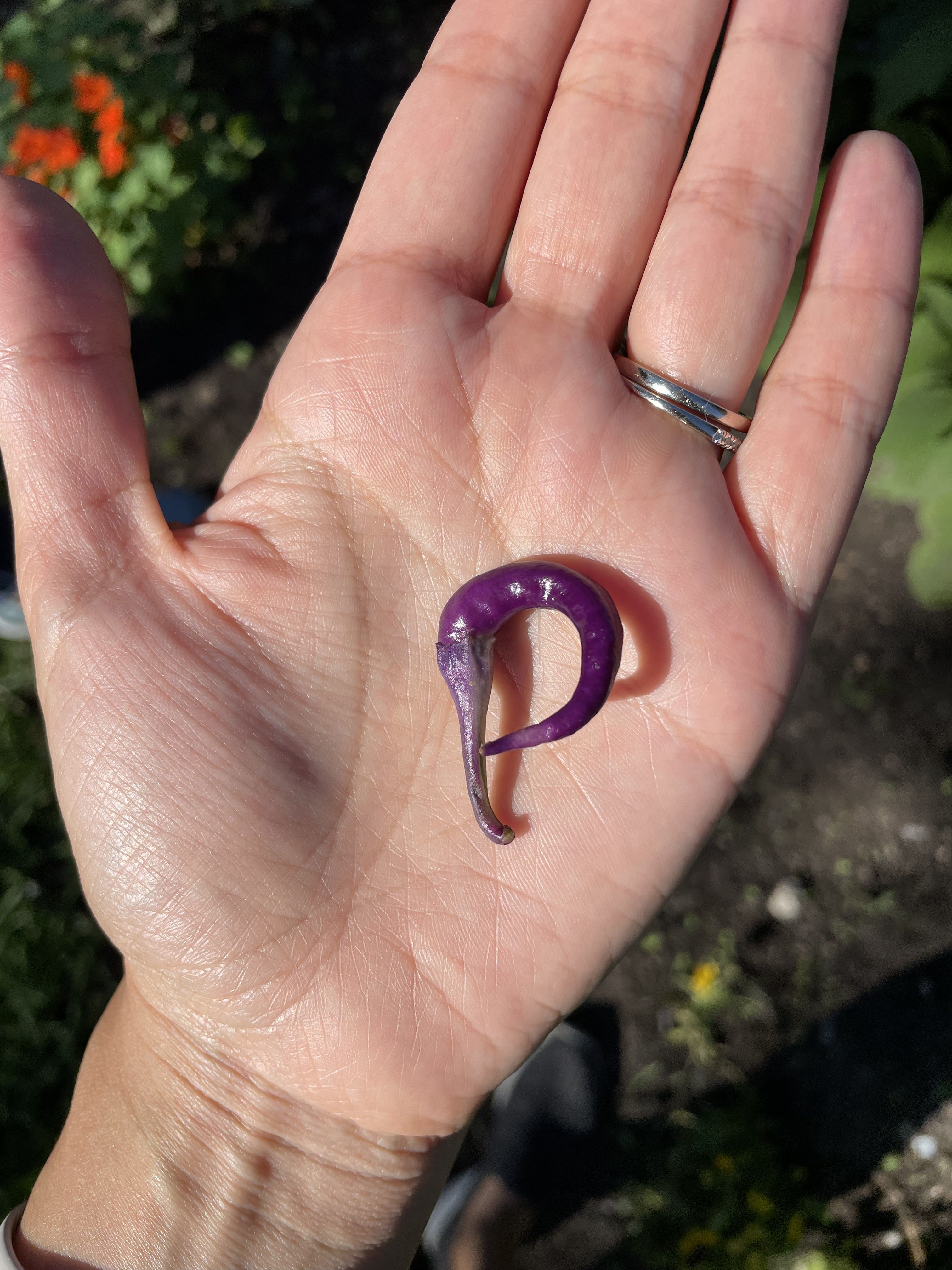 The Future of Food & Farming with Urban Growers Collective – Healthy ...