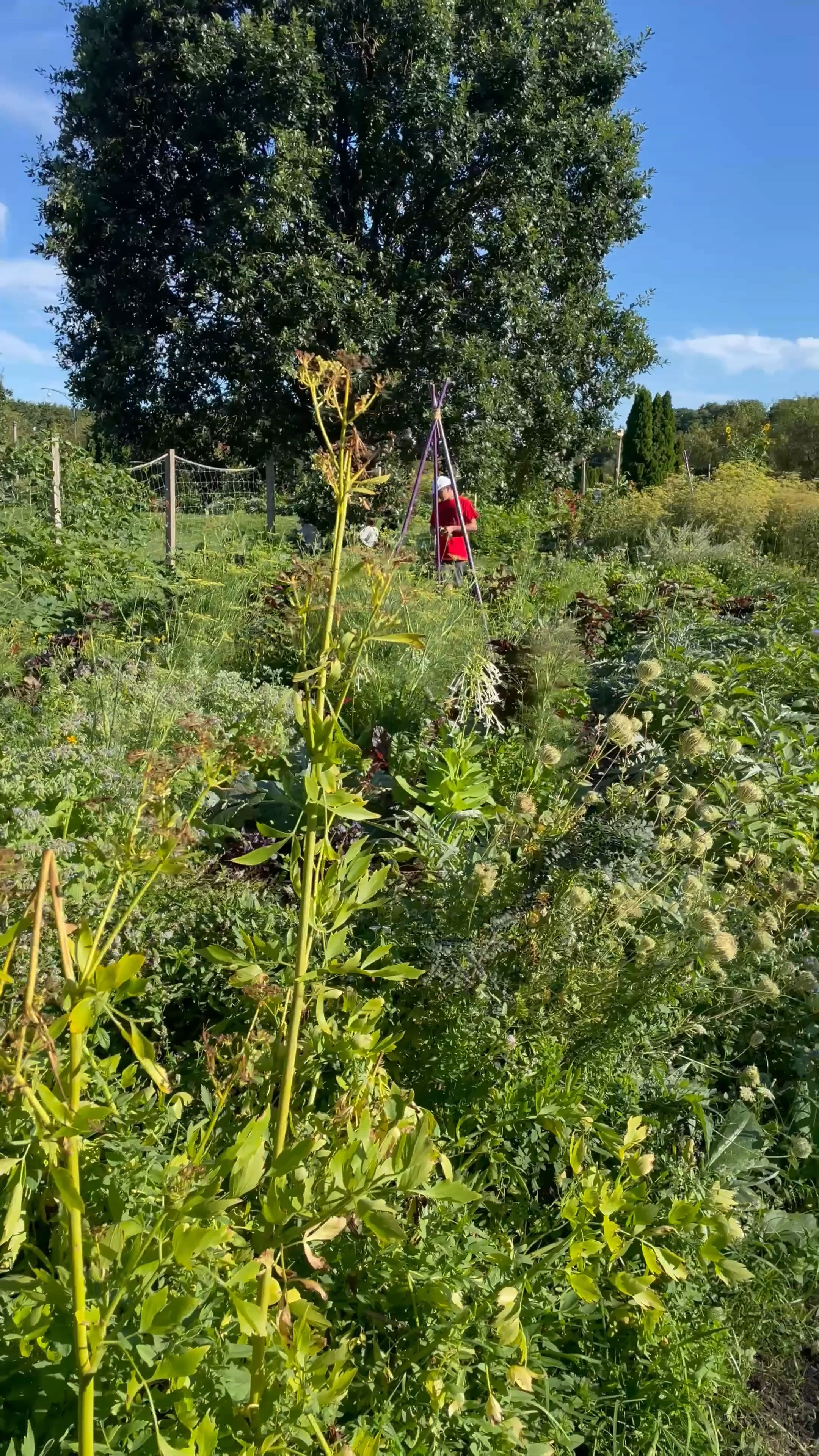 The Future of Food & Farming with Urban Growers Collective – Healthy ...